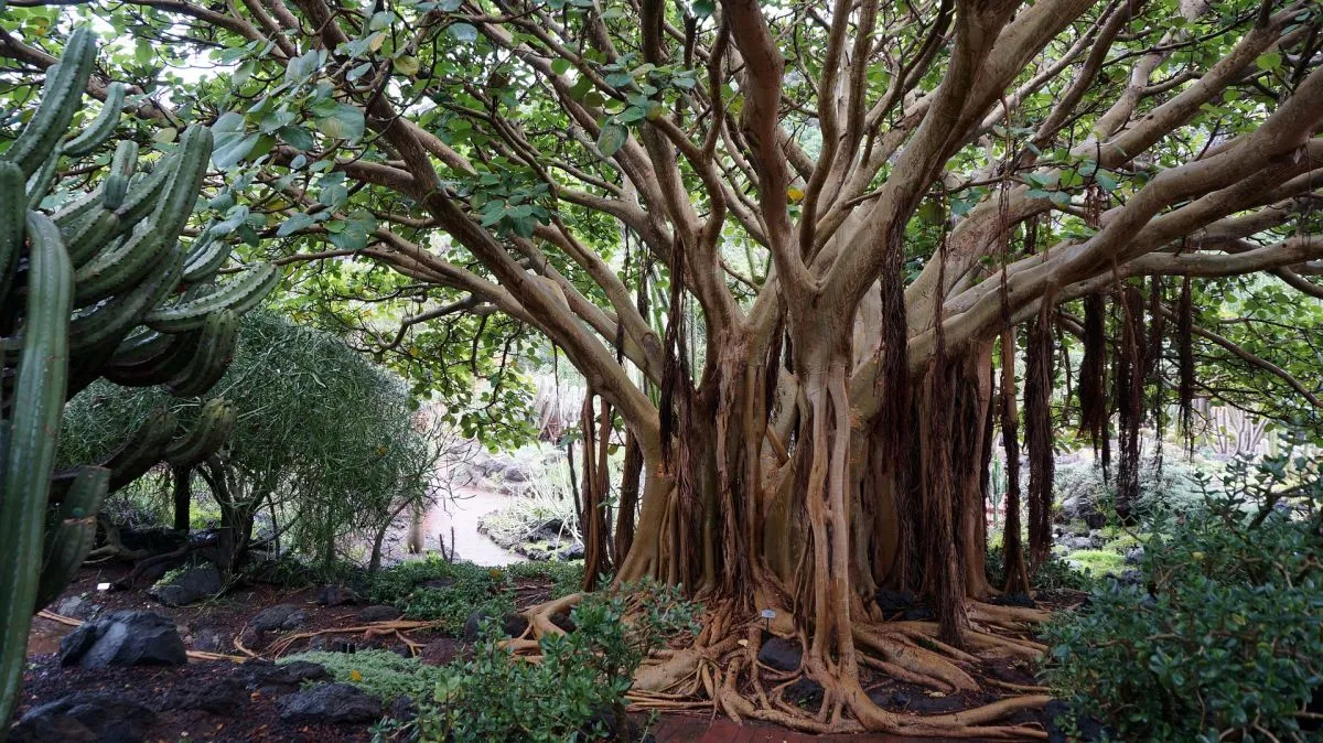 Un paseo por la naturaleza - Enjoy Canary Tours